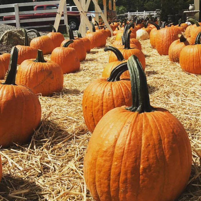 Pumpkin Picking – Hanover Vegetable Farm