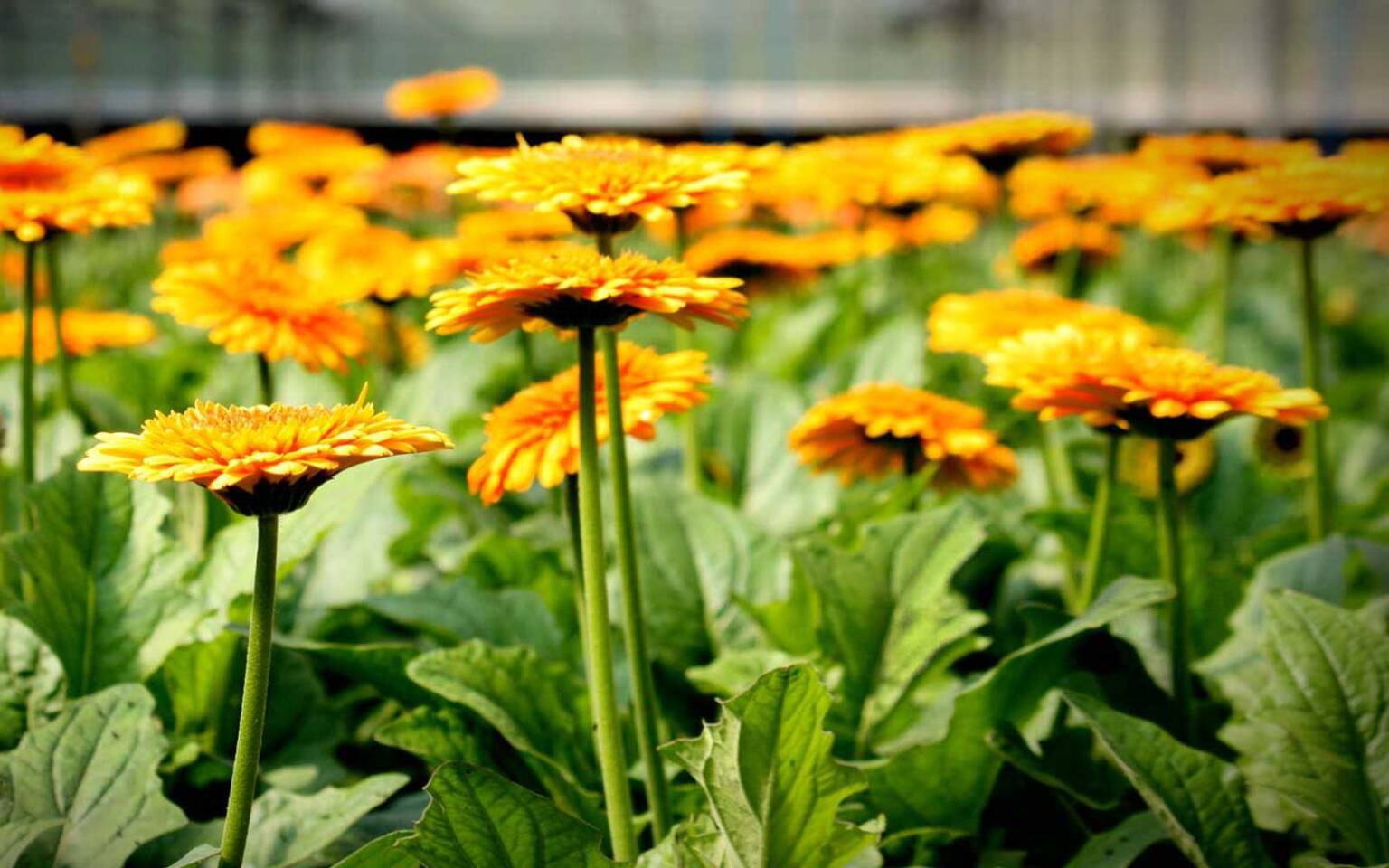 The Farmers Market and Garden Shop | The Hanover Vegetable Farm