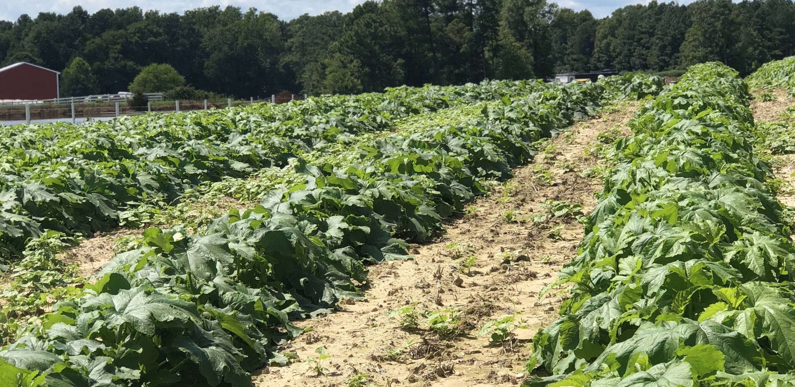 Pumpkin Picking – Hanover Vegetable Farm