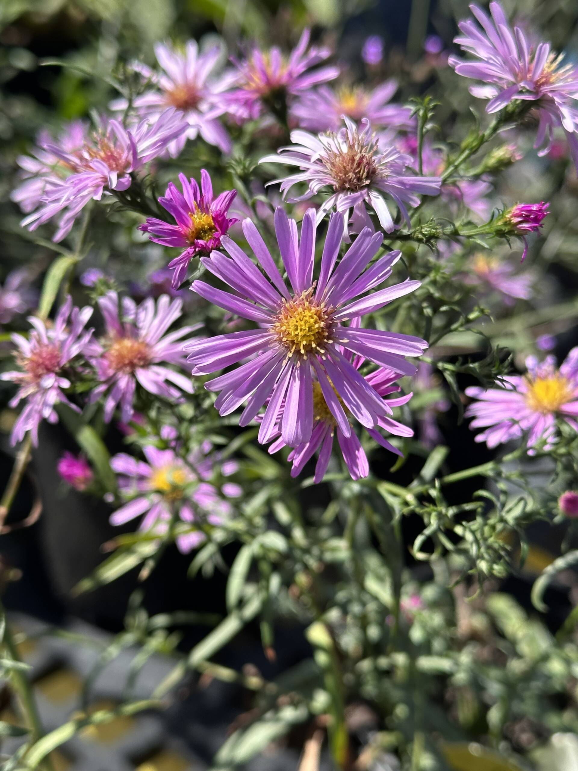 The Hanover Plant Farm Nursery and Garden Center – Hanover Vegetable Farm